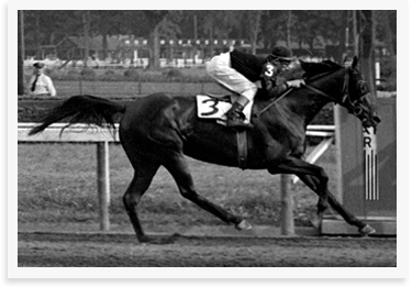 Remembering Busanda | Brooklyn Backstretch