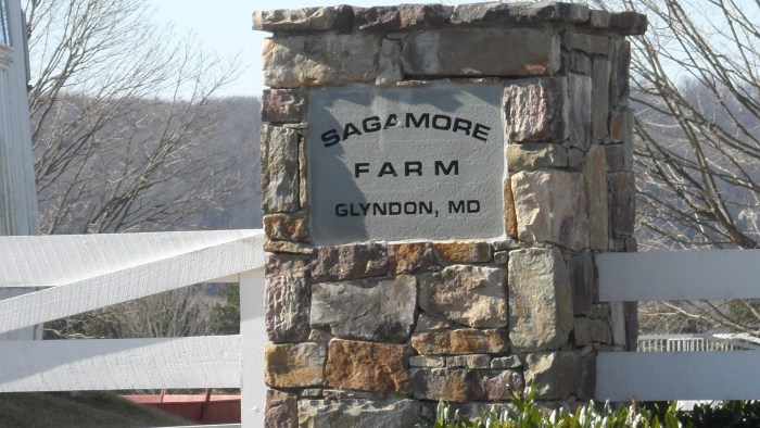 Present and Past at Sagamore Farm | Brooklyn Backstretch